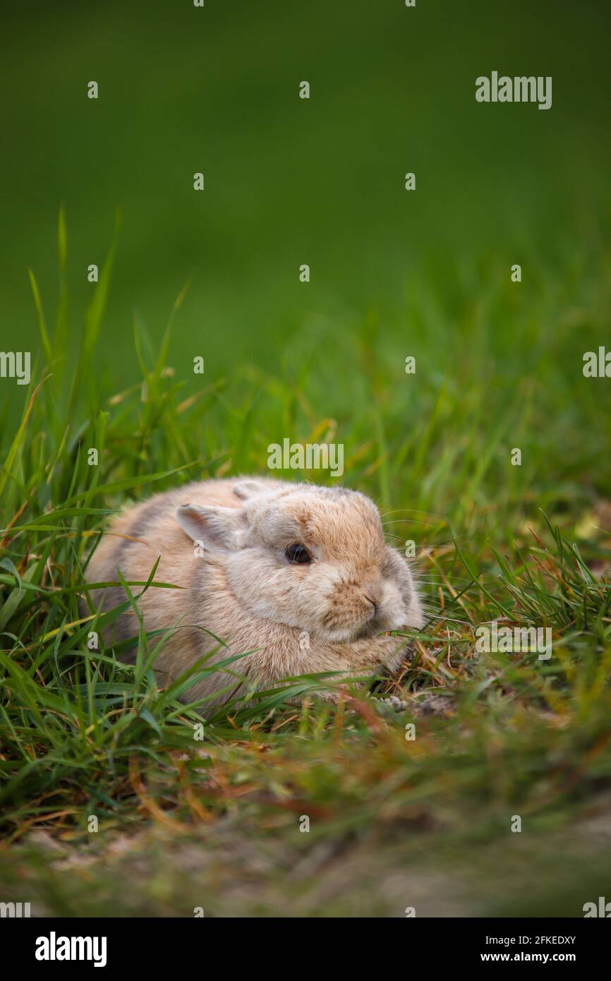 Little bunny hiding in the grass Stock Photo - Alamy