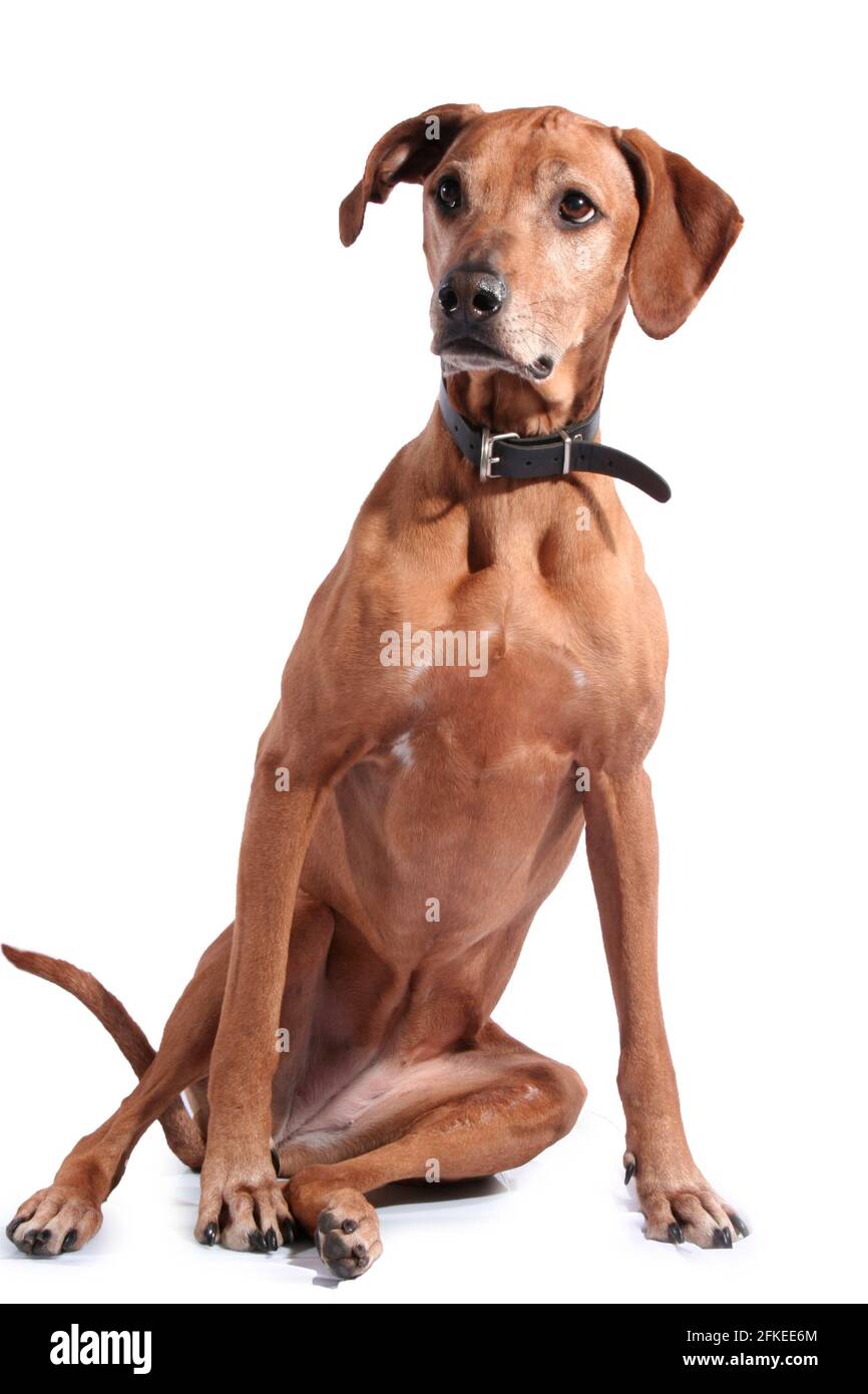 rhodesian ridgeback looking isolated on a white background Stock Photo ...