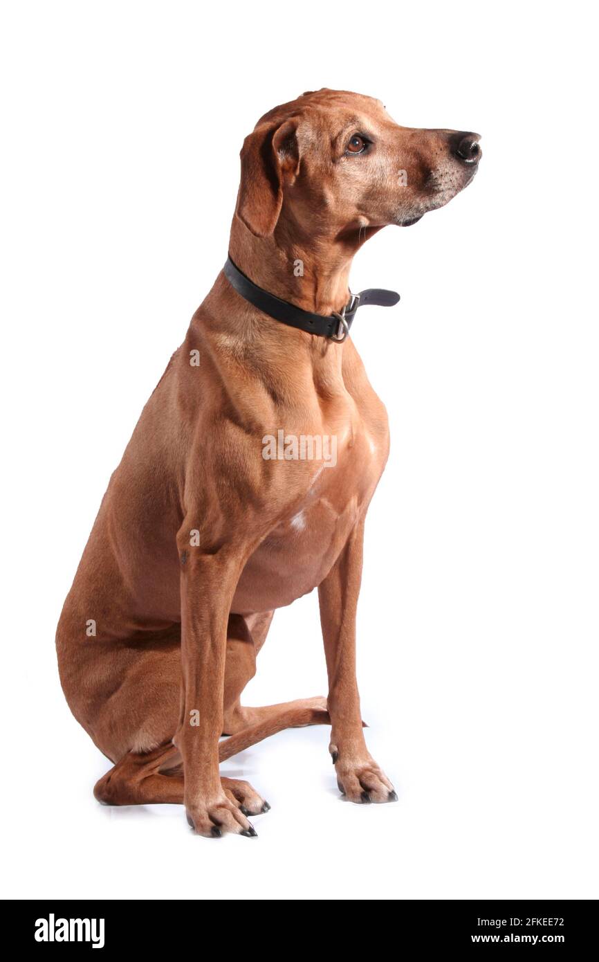 rhodesian ridgeback looking isolated on a white background Stock Photo ...