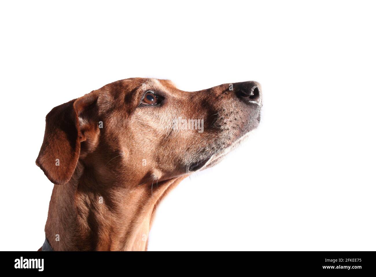rhodesian ridgeback looking isolated on a white background Stock Photo ...