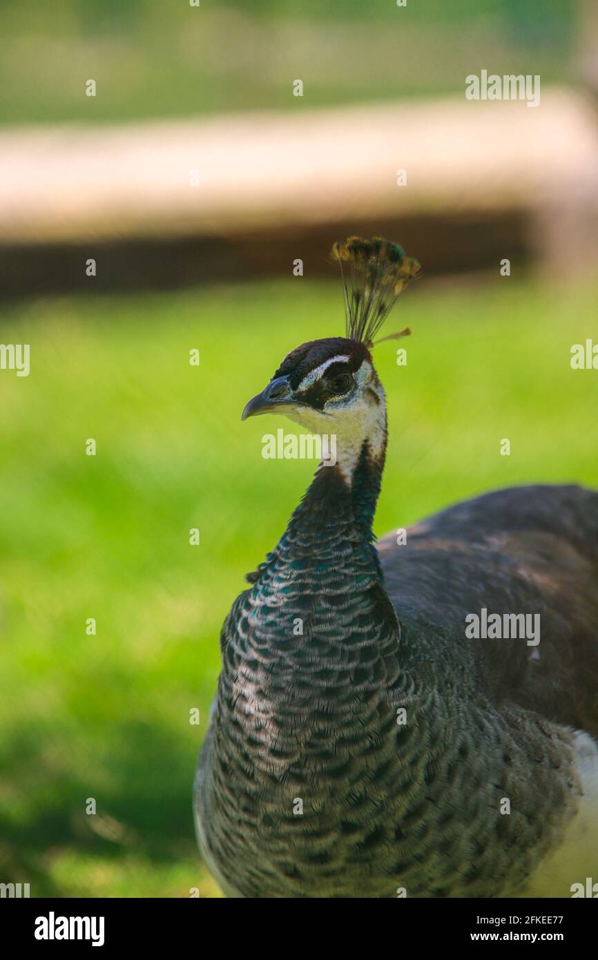 Female peahen hi-res stock photography and images - Alamy