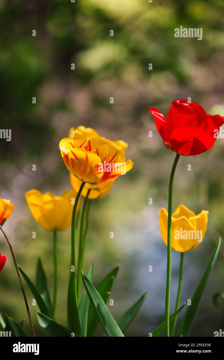 Tulips photography hi-res stock photography and images - Alamy
