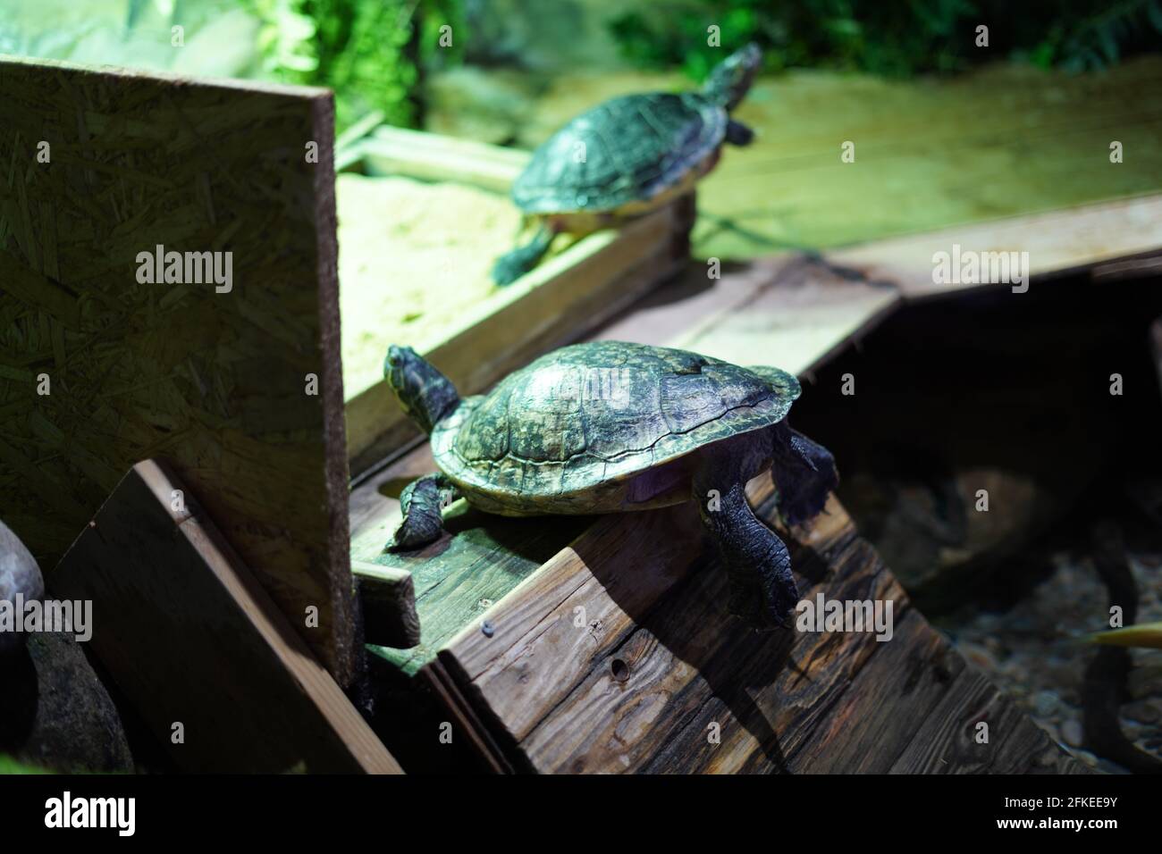 2 tortoise race on a ramp Stock Photo - Alamy