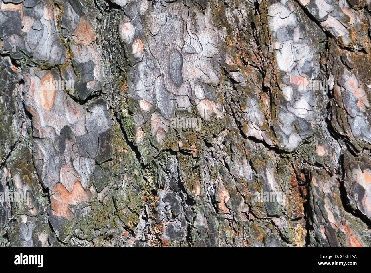 Natural structure of the bark of a pine tree. Highly detailed tree bark ...