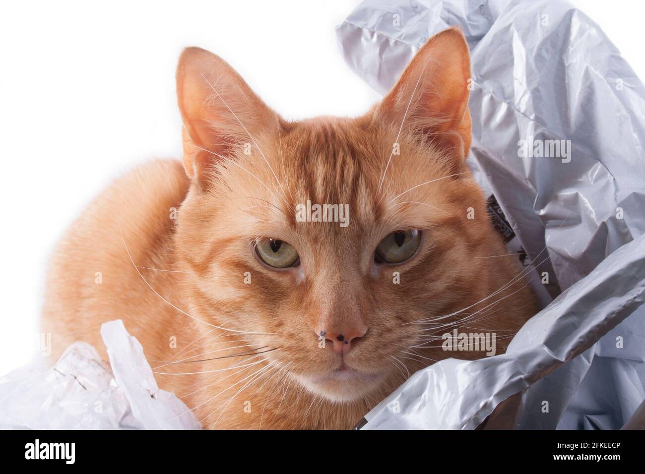recycle red cat isolated on a white background Stock Photo - Alamy