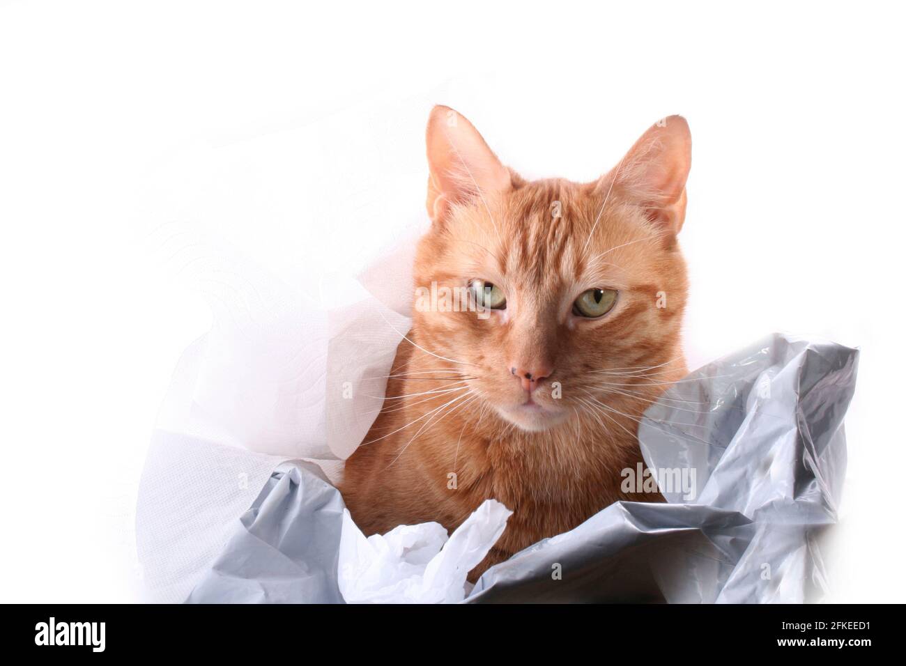 recycle red cat isolated on a white background Stock Photo - Alamy