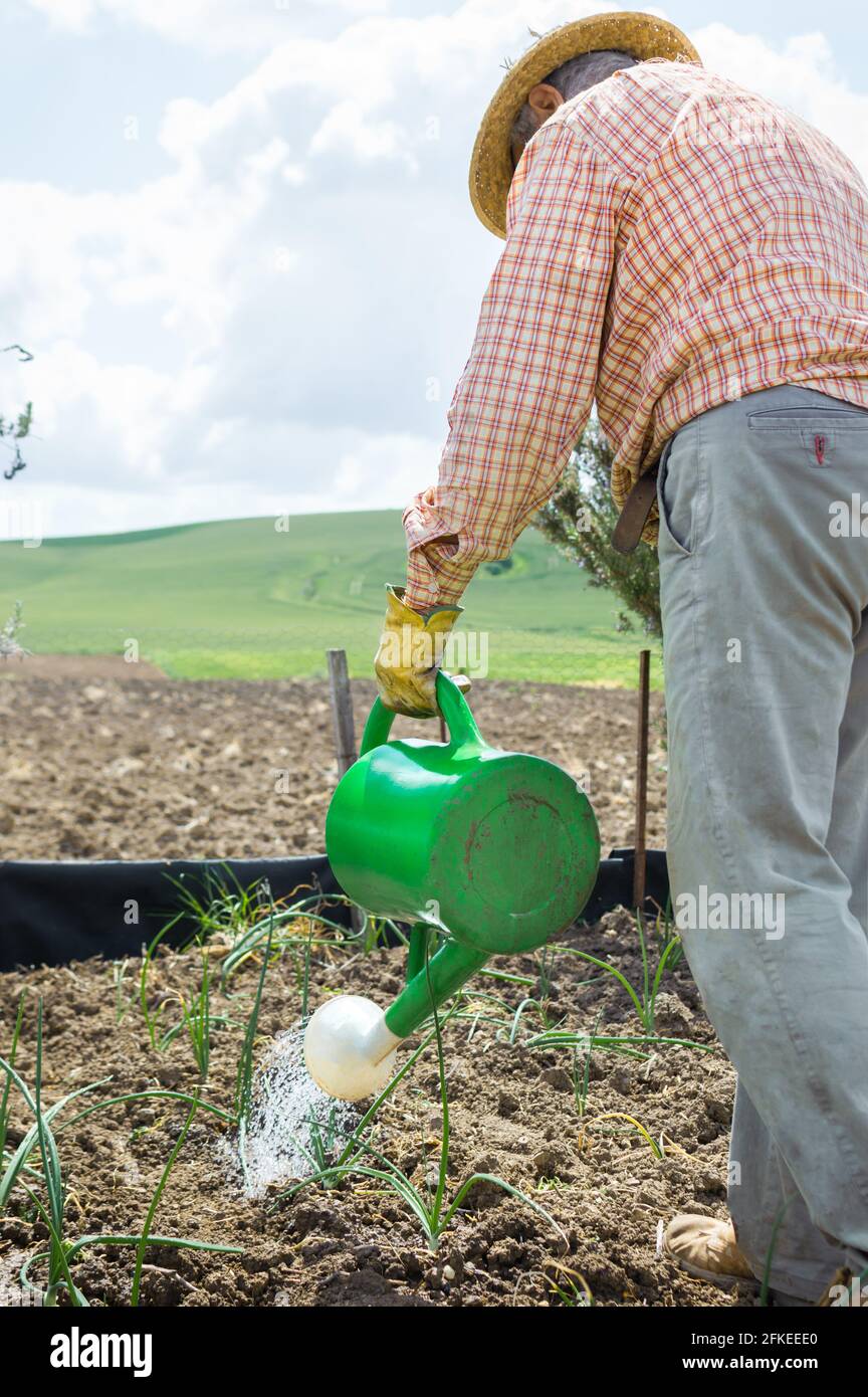 Old farmer in the field watering the vegetable garden with a watering ...