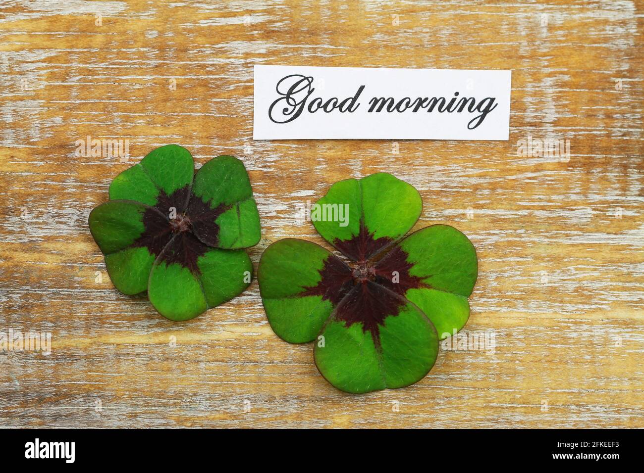 Good morning card with two four leaf shamrocks on wooden surface Stock ...
