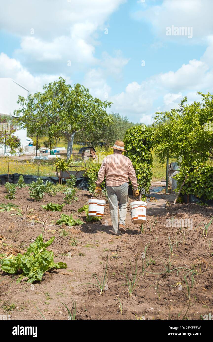 Old man carrying buckets of water to irrigate the vegetable garden in ...