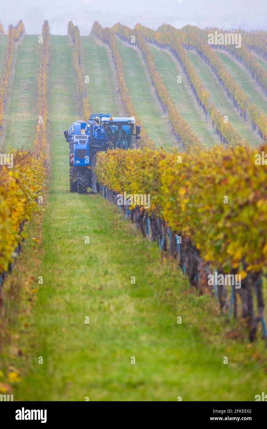 harvesting grapes with a combine harvester, Southern Moravia, Czech ...