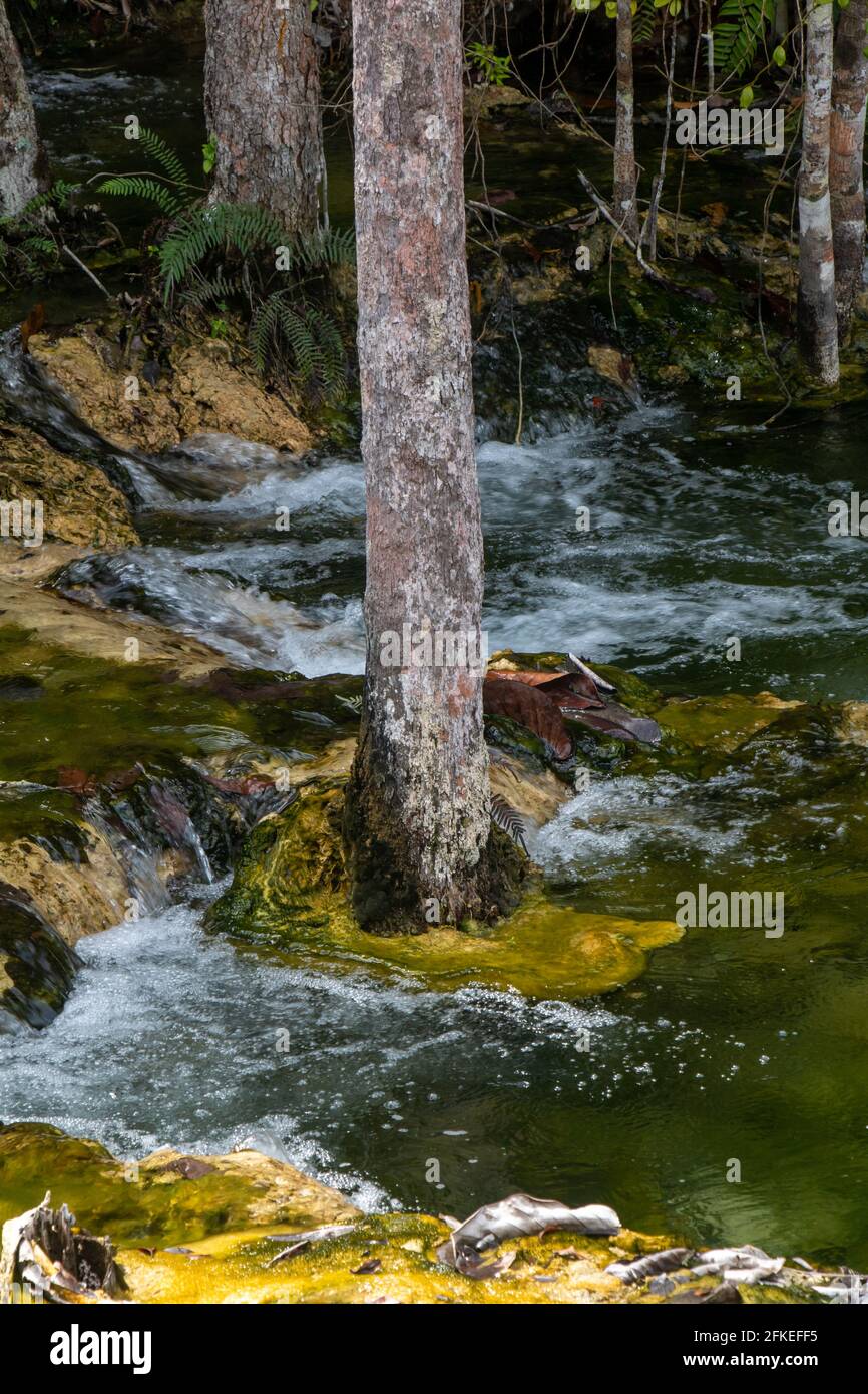 Water flows through tropical rainforest Stock Photo - Alamy