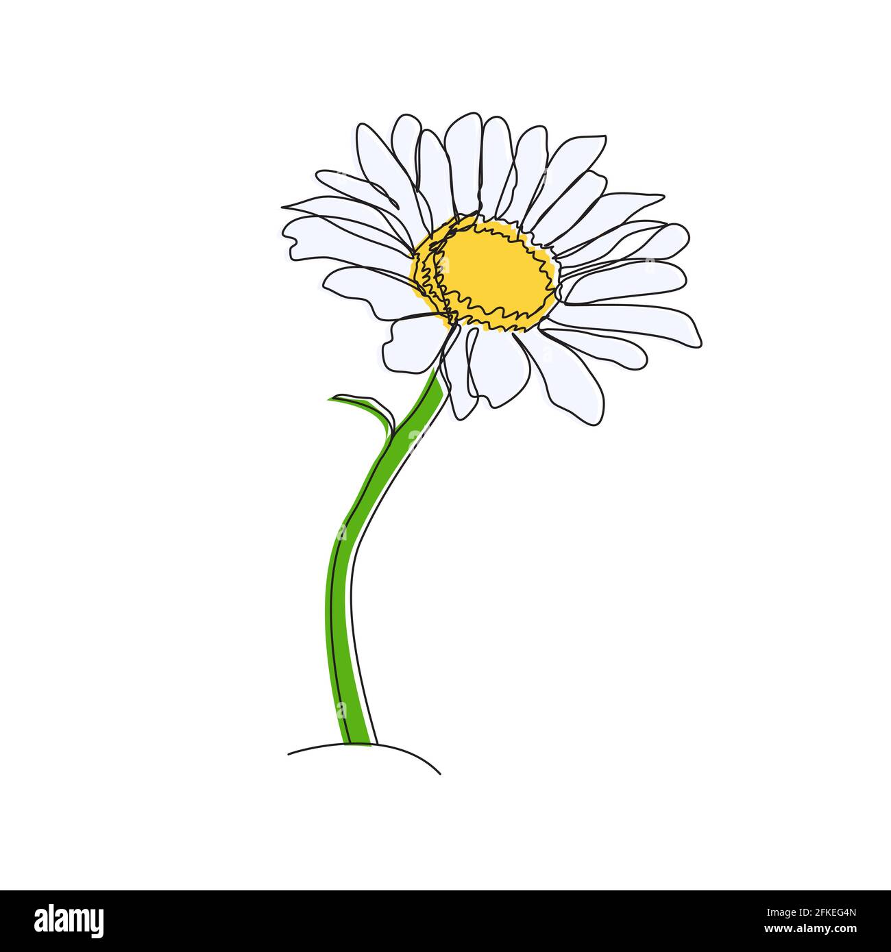 Blooming flower spring summer hand-drawn vector illustration. Daisy ...