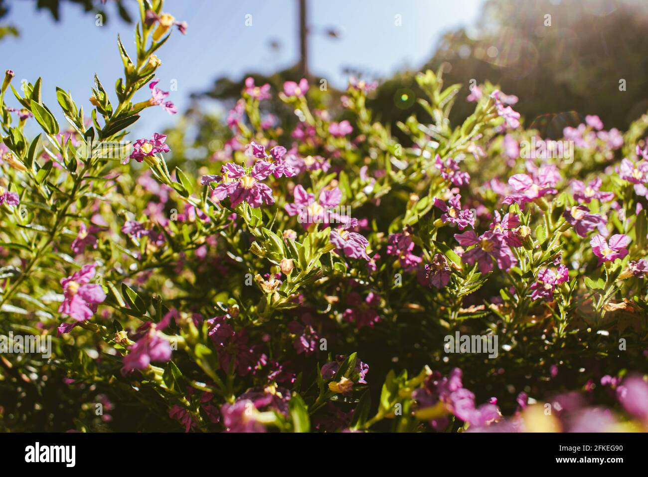 False heather cuphea hyssopifolia hi-res stock photography and images ...