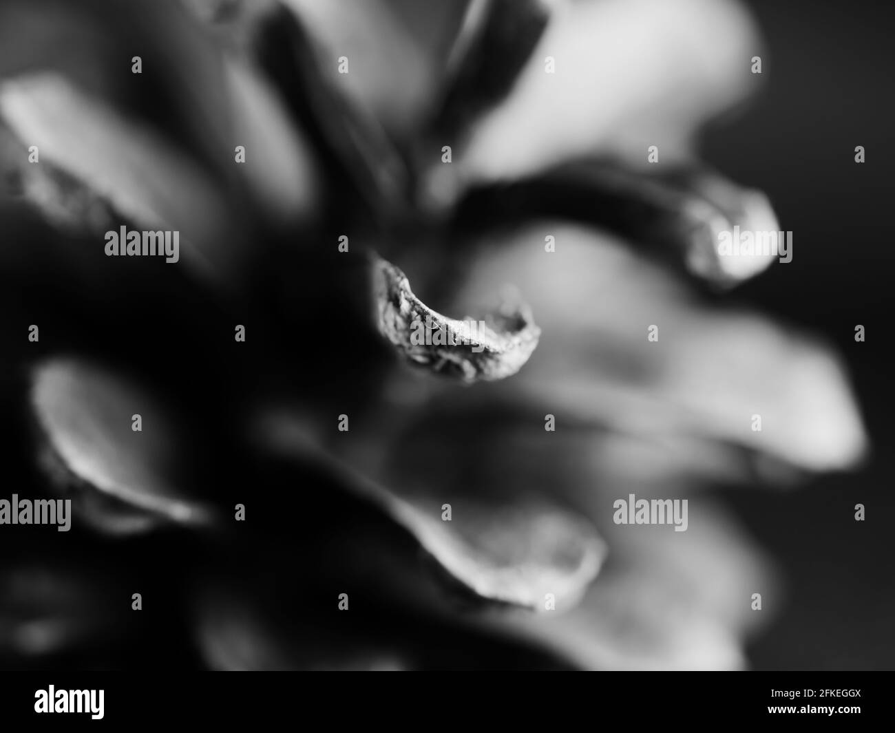 Grayscale macro shot of a cedar cone - for backgrounds and texture ...