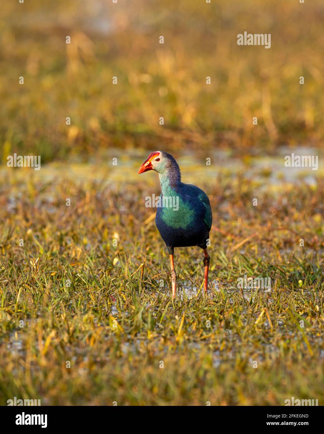 Western Swamphen Or Purple Moorhen Or Porphyrio Porphyrio Head On