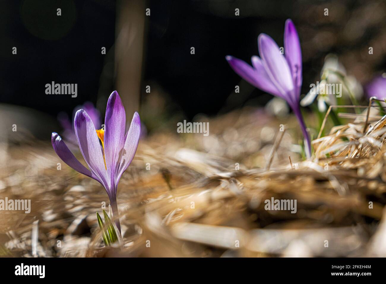 Blooming crocus flowers in Big Fatra mountains, Slovak republic ...