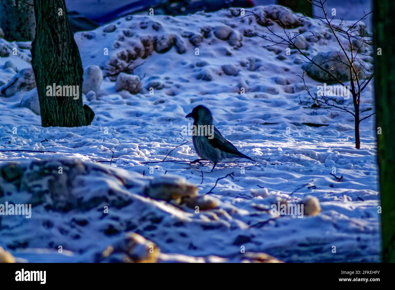 Crow eating meat hi-res stock photography and images - Alamy