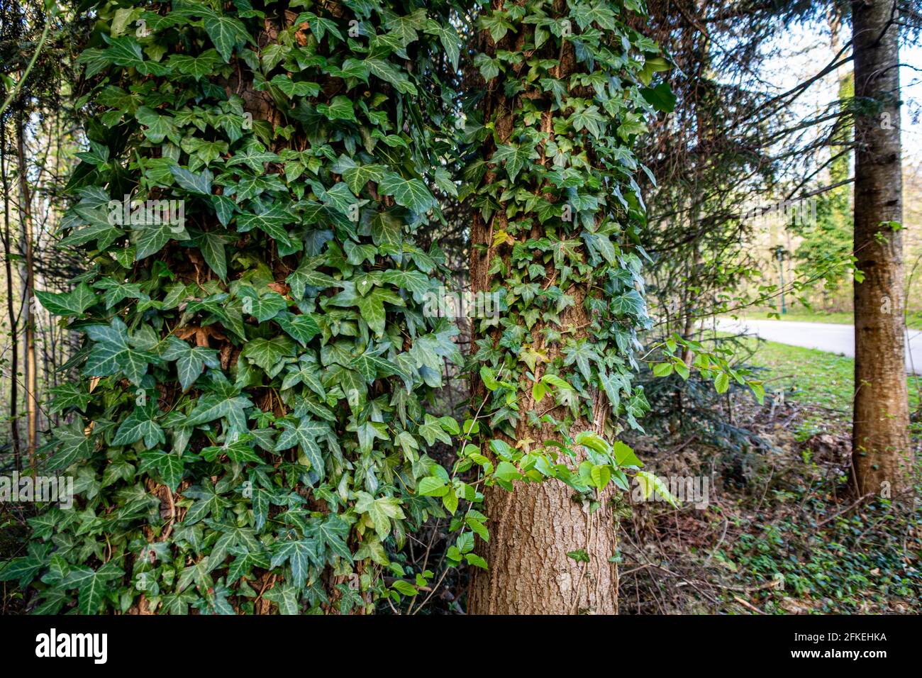 Climbing ivy on trees hi-res stock photography and images - Alamy