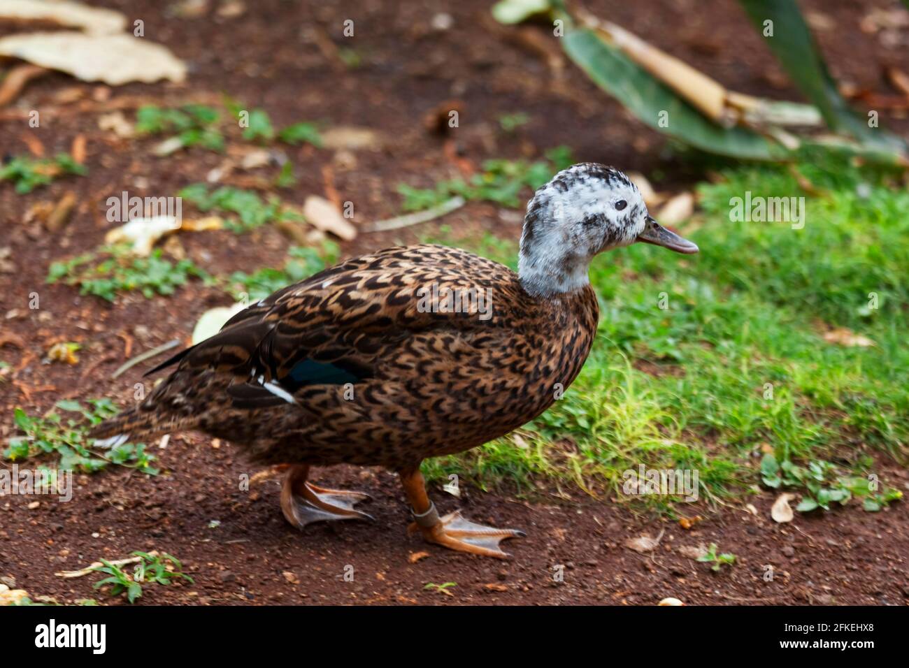 A Laysan Duck, Anas laysanensis, close up of walking bird Stock Photo ...