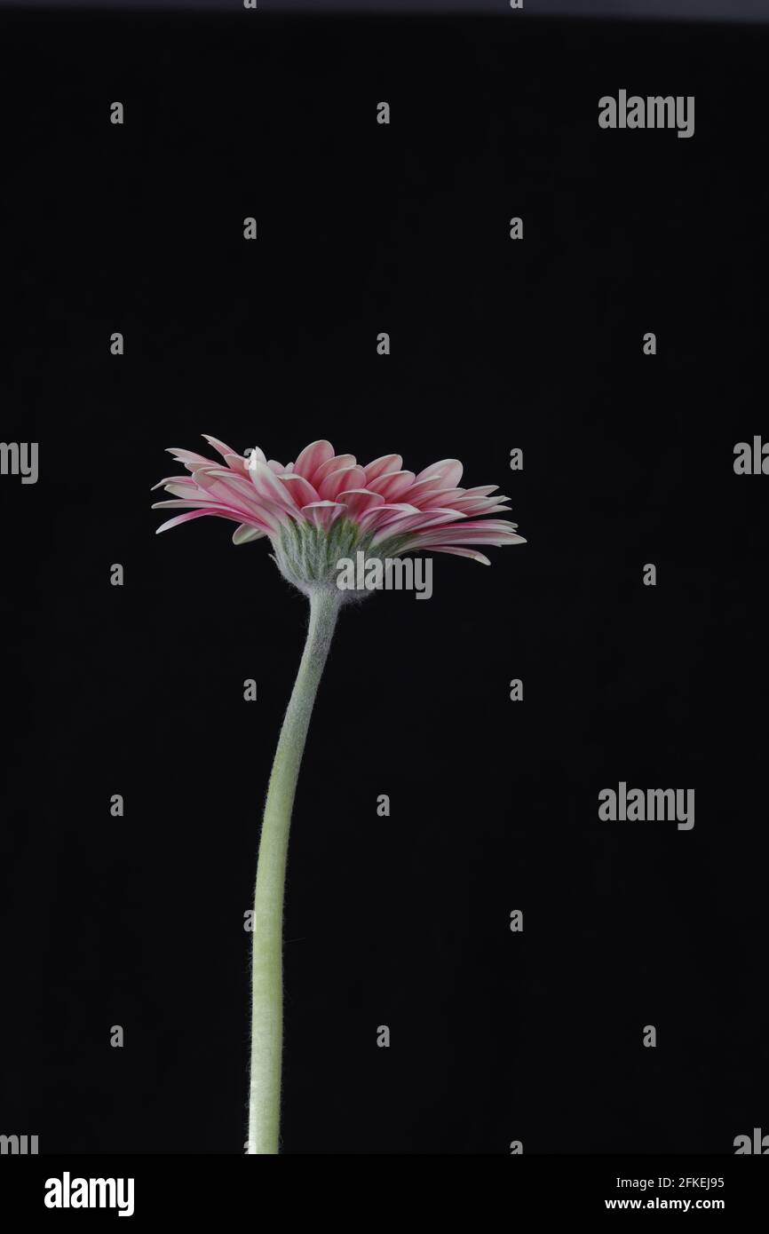 Chinese Aster pictured against a black background Stock Photo - Alamy