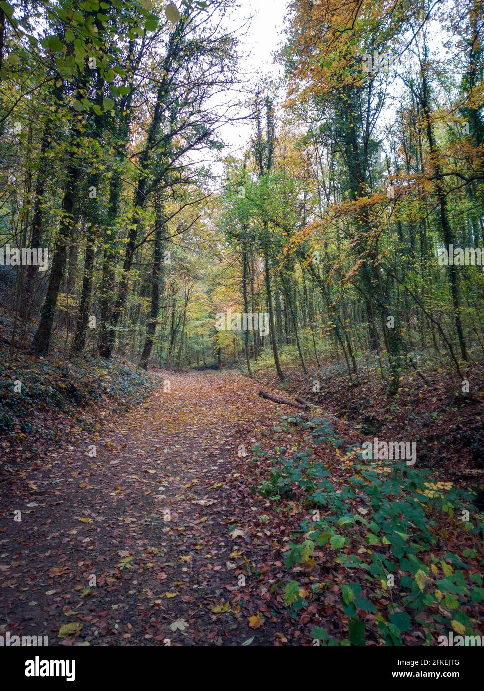 Beautiful park full of tall trees covered by autumn leaves Stock Photo ...