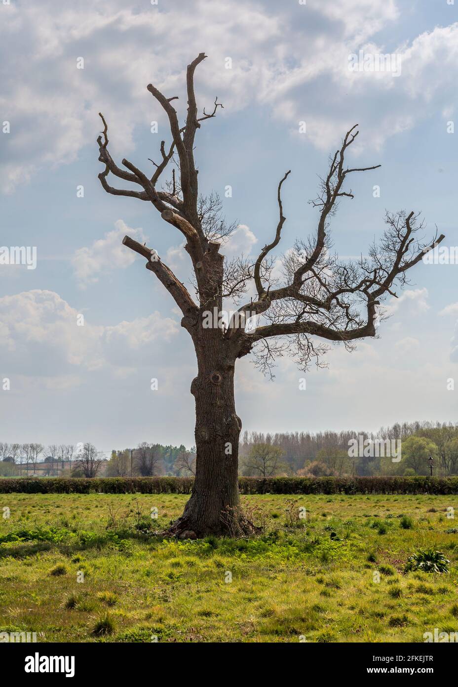 Dead tree near to Arrow Mill restaurant in Warwickshire, England Stock ...