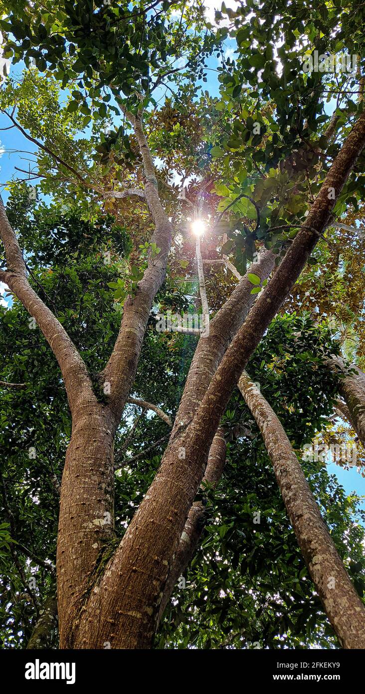 Vertical low angle shot of a tall tree with a split trunk and sunlight ...