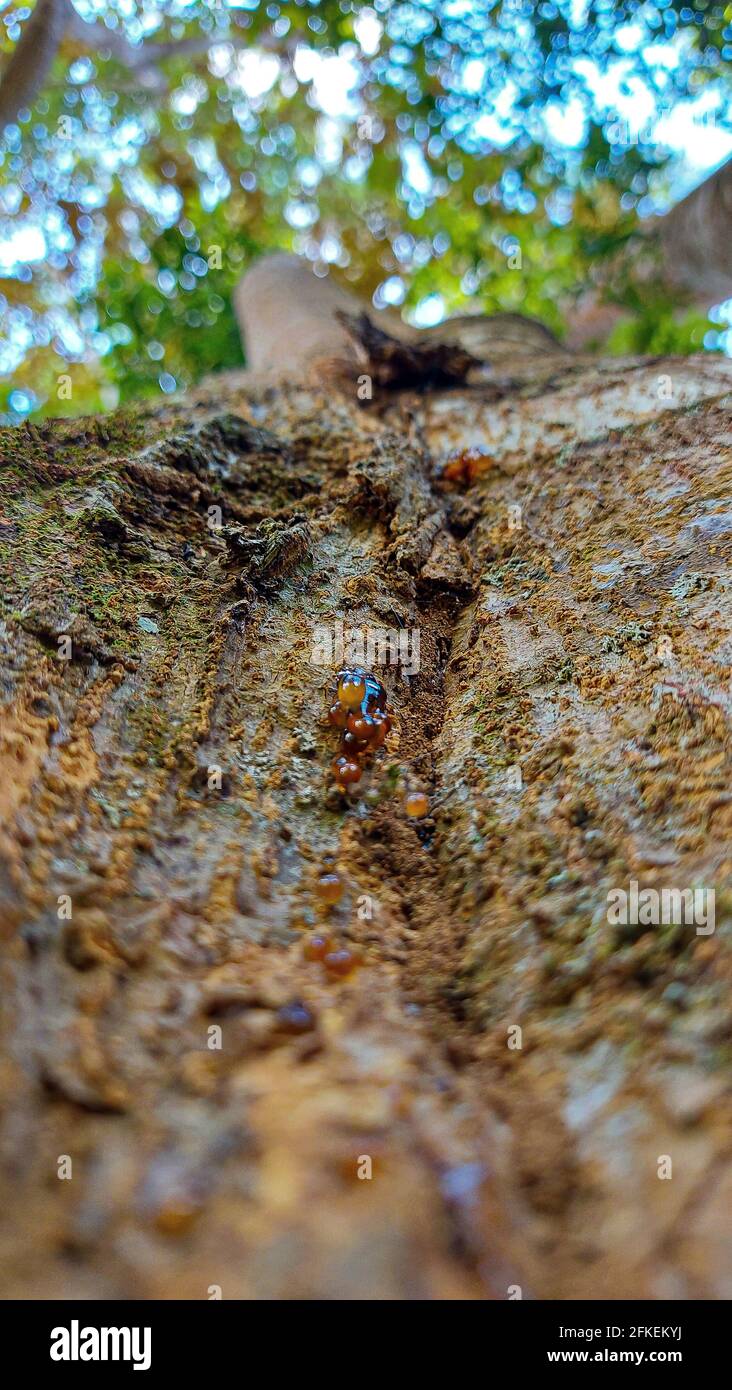 Vertical closeup shot of a sap on a thick rough tree trunk in the ...