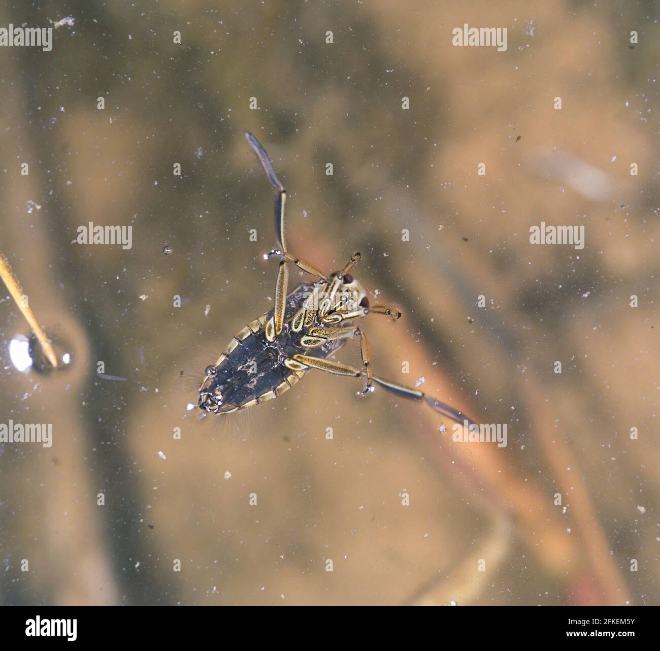 Aquatic Insect Invertebrate Animal High Resolution Stock Photography ...