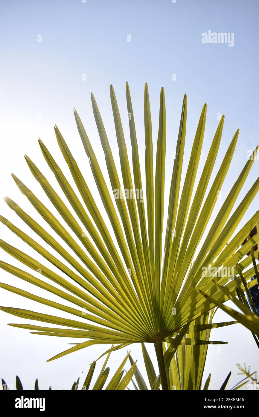 photography is the illusion of mind Stock Photo - Alamy