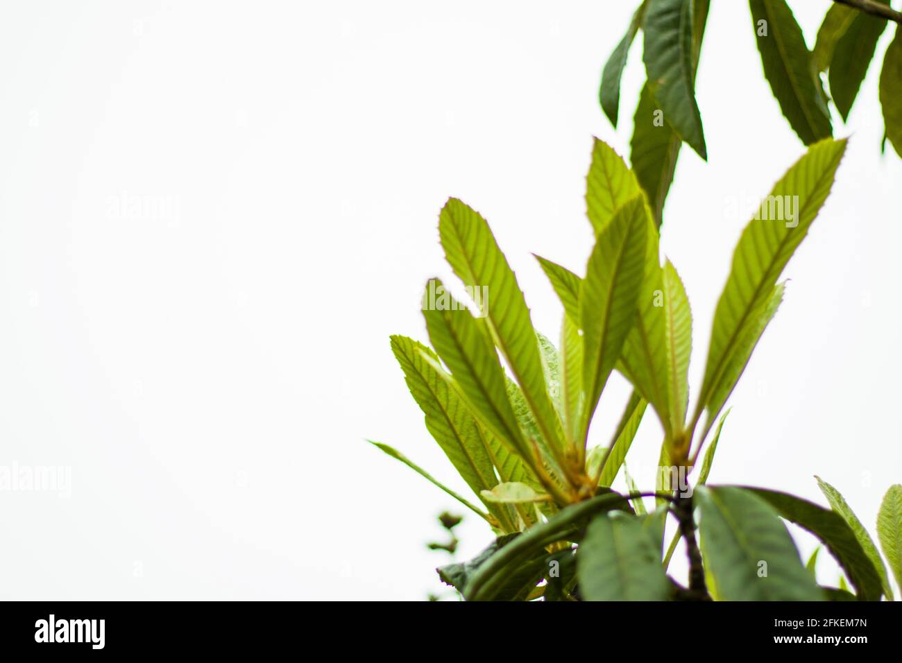 Loquat tree leaves close-up and white sky, springtime Stock Photo - Alamy