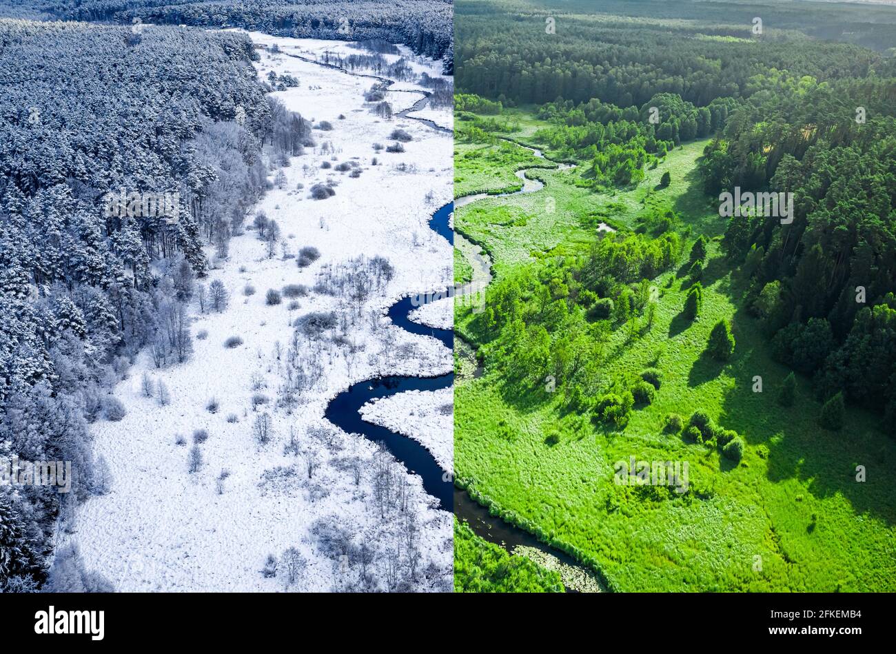 Spring and winter in one place. Green and snowy forest. Spring is ...