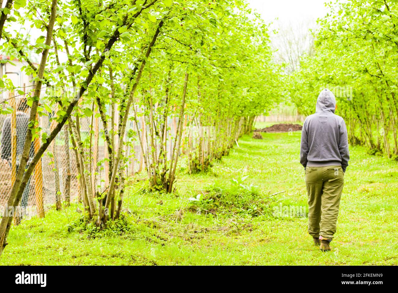 Women walk in hazelnut trees plantation, landscape and view agriculture ...