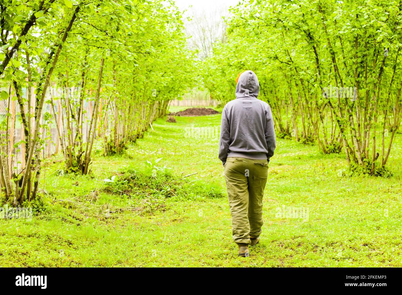 Women walk in hazelnut trees plantation, landscape and view agriculture ...