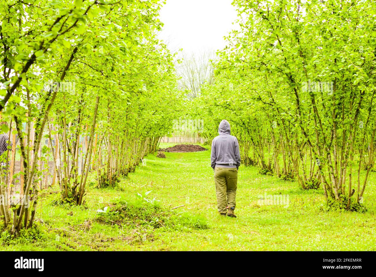 Women walk in hazelnut trees plantation, landscape and view agriculture ...