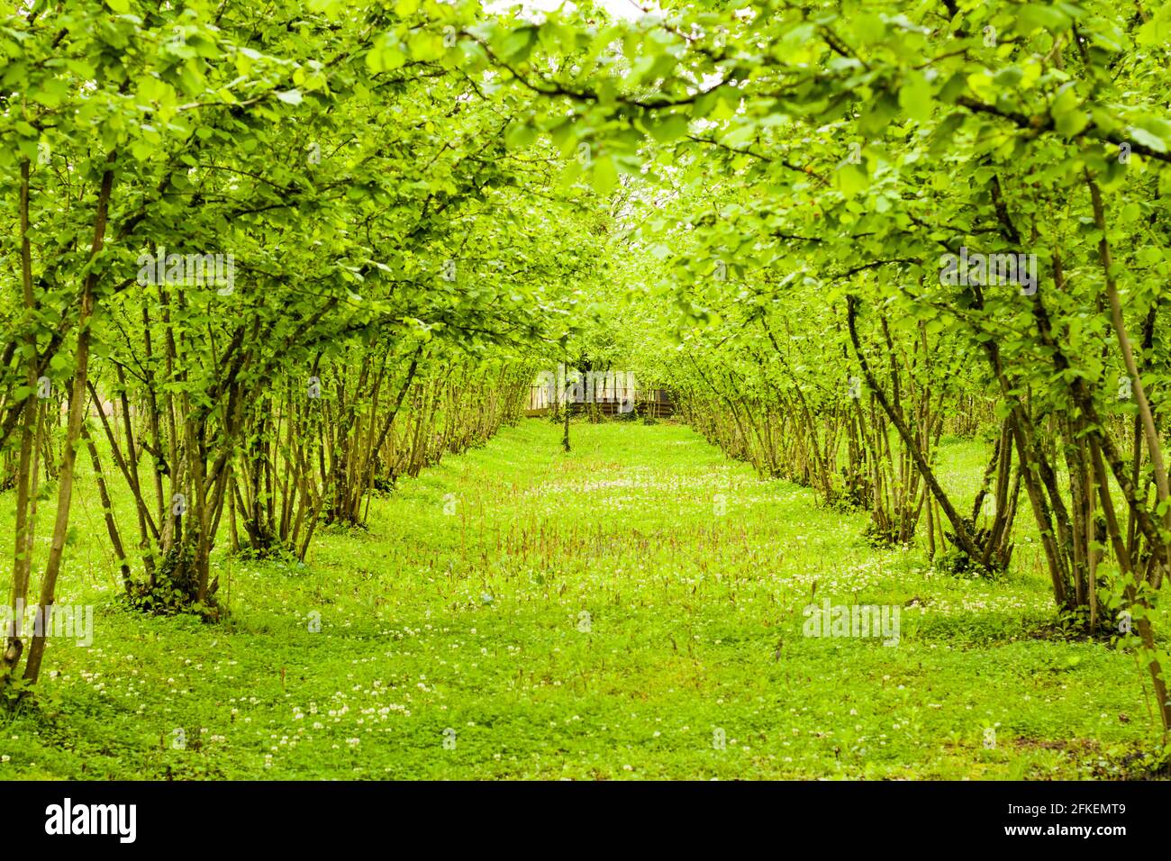 Hazelnut trees plantation landscape and view, large group of trees ...