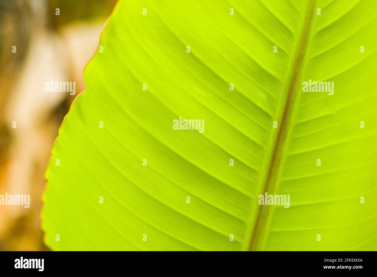 Banana tree leave background, green nature background Stock Photo - Alamy