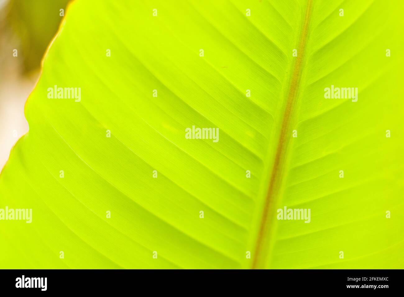Banana tree leave background, green nature background Stock Photo - Alamy