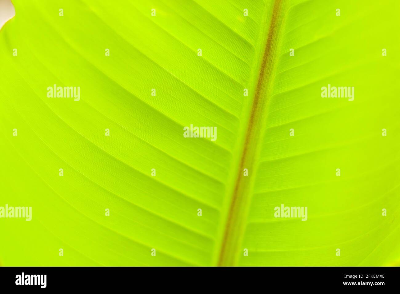 Banana tree leave background, green nature background Stock Photo - Alamy