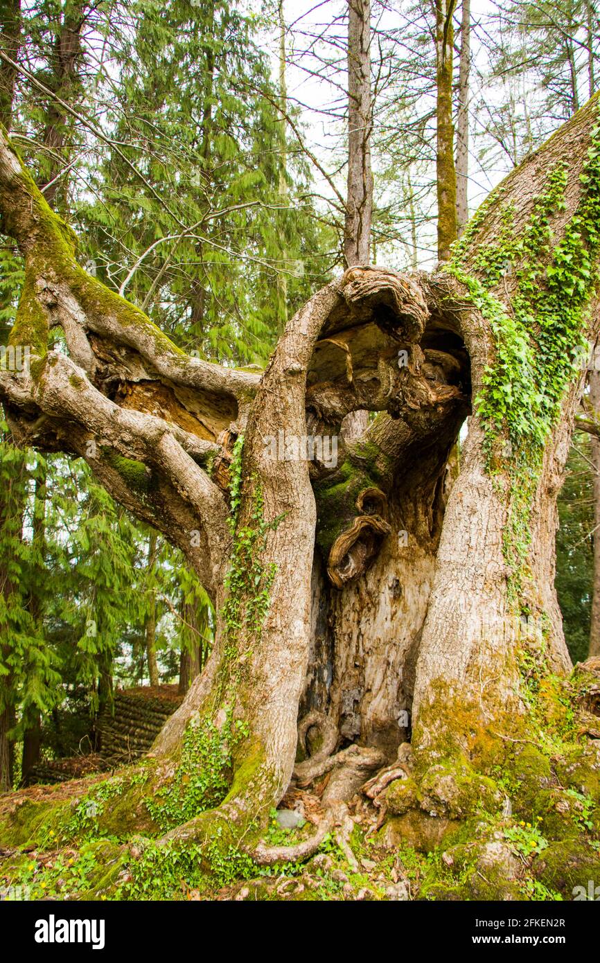 Thousand year old Linden tree, old and big tree Stock Photo - Alamy