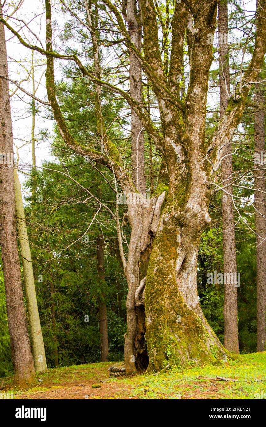 Thousand year old Linden tree, old and big tree Stock Photo - Alamy