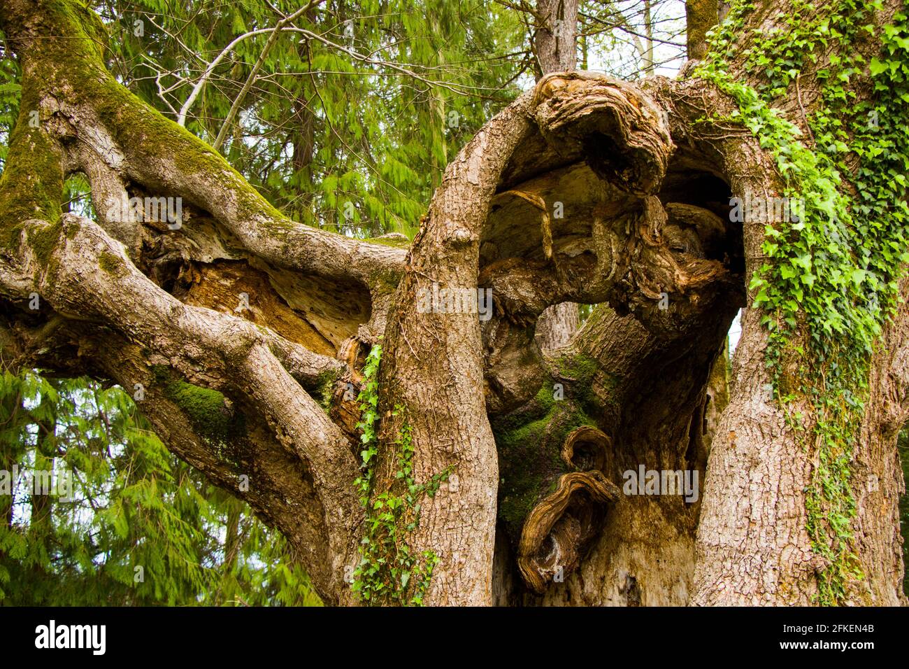 Thousand year old Linden tree, old and big tree Stock Photo - Alamy