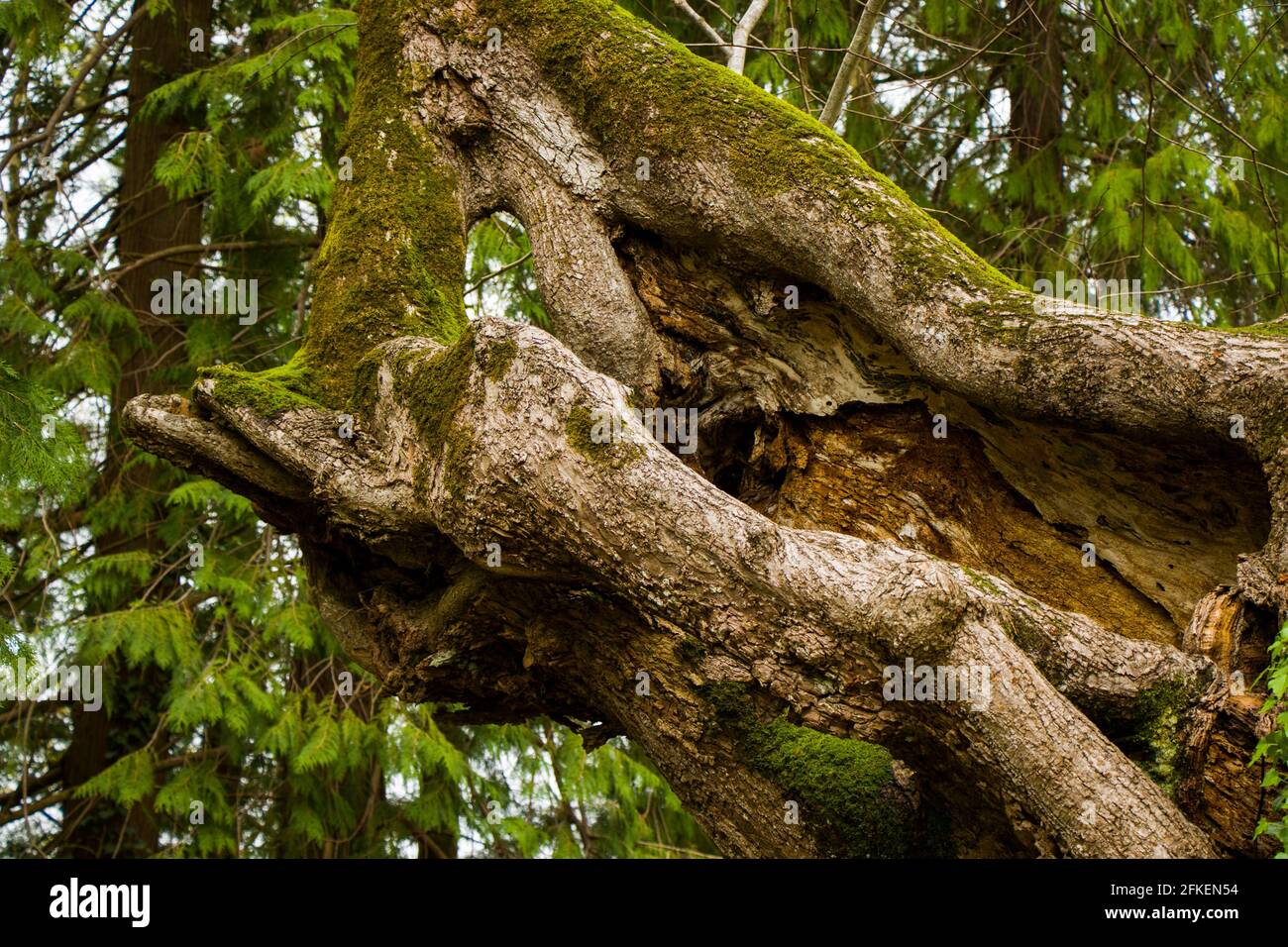 Thousand year old Linden tree, old and big tree Stock Photo - Alamy