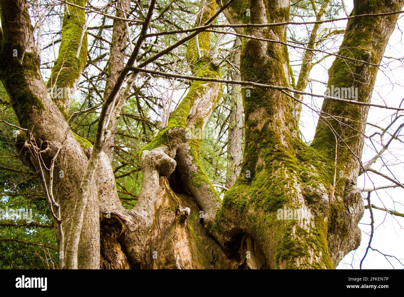 Thousand year old Linden tree, old and big tree Stock Photo - Alamy