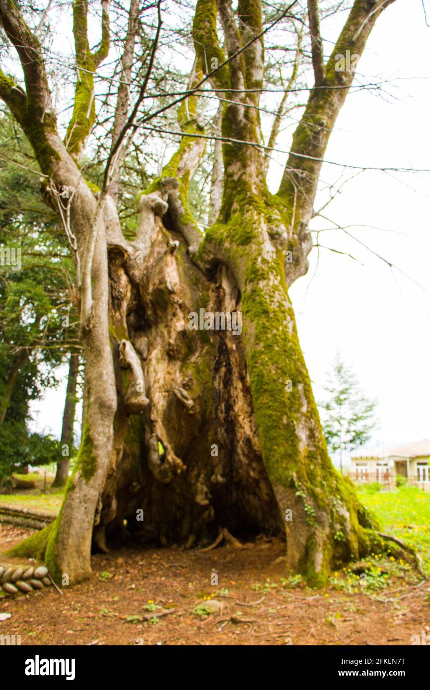 Thousand year old Linden tree, old and big tree Stock Photo - Alamy