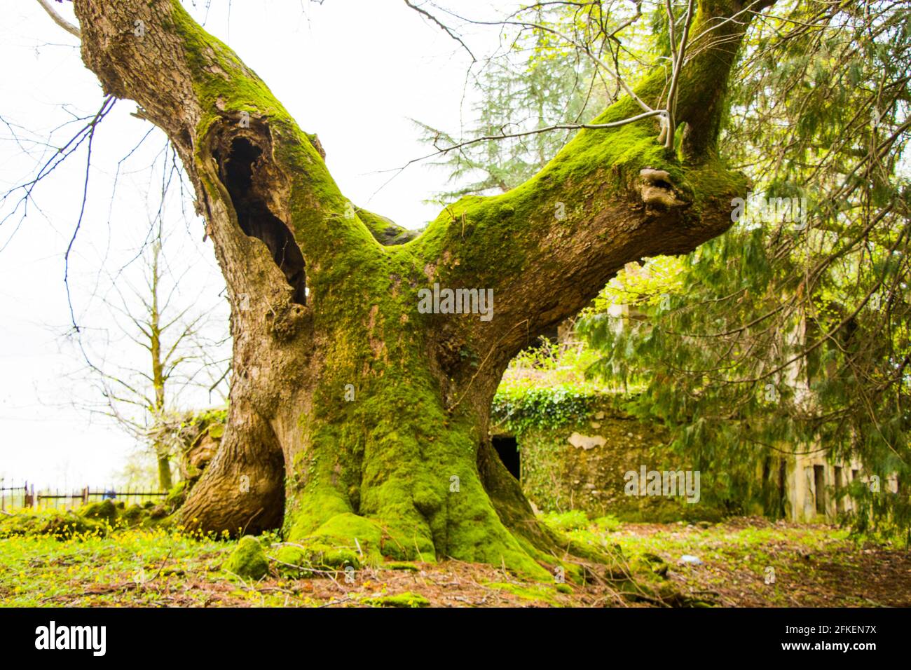 Thousand year old Linden tree, old and big tree Stock Photo - Alamy Thousand year old Linden tree, old and big tree Stock Photo - Alamy