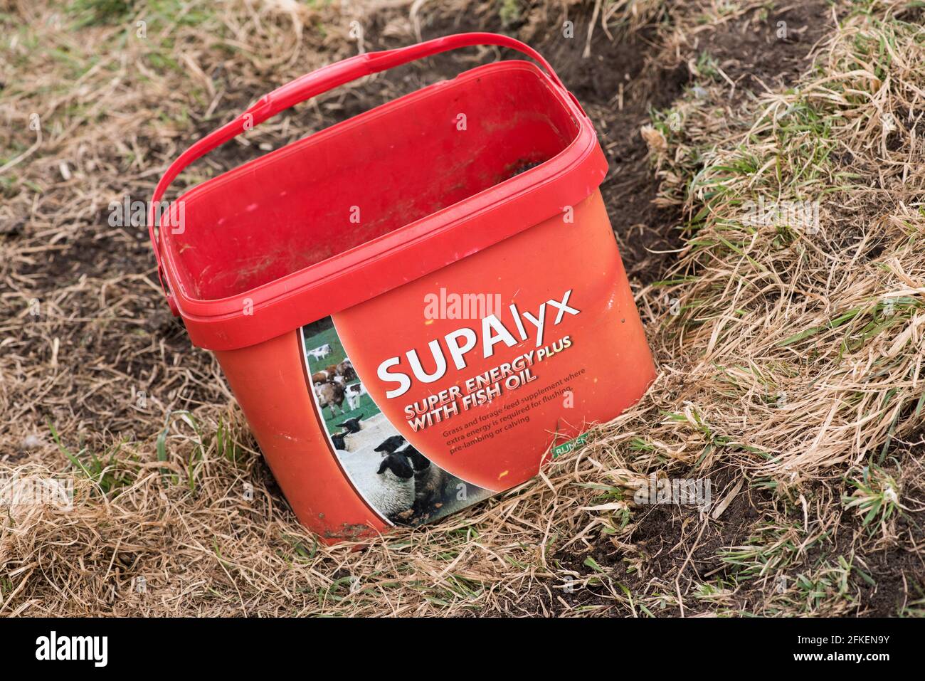 High energy bucket for sheep hi-res stock photography and images - Alamy