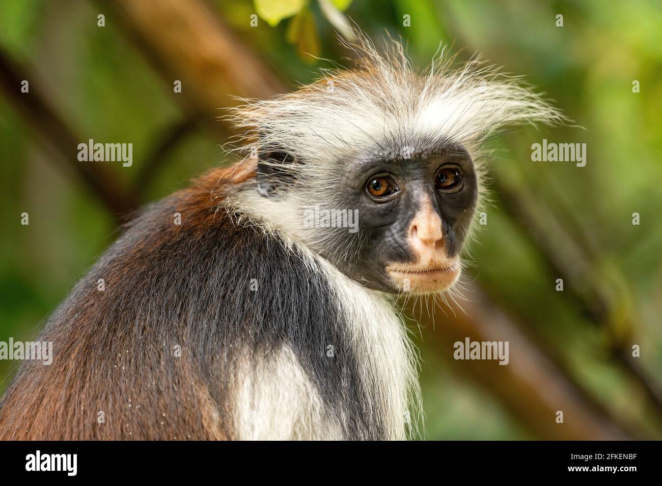 Zanzibar Red Colobus Monkey in Zanzibar, Tanzania Stock Photo - Alamy