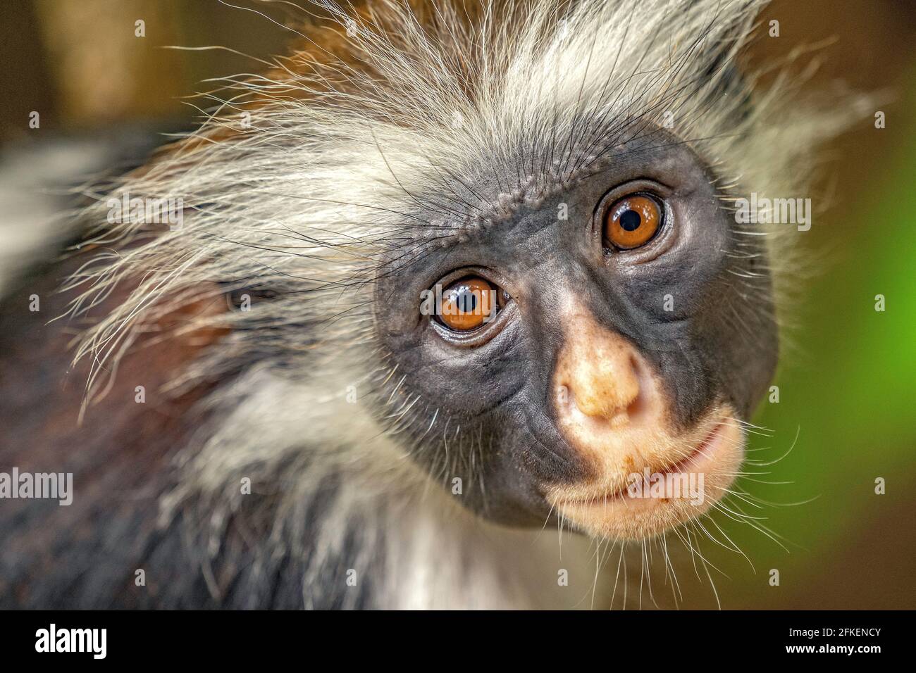 Zanzibar Red Colobus Monkey in Zanzibar, Tanzania Stock Photo - Alamy