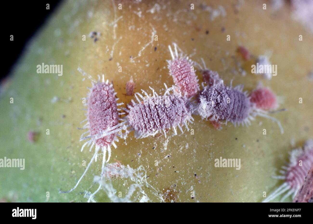 Pseudococcus Longispinus High Resolution Stock Photography and Images ...